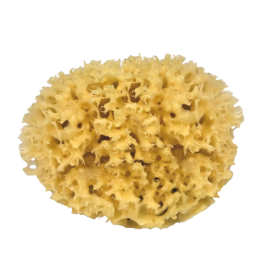 Croll & Denecke | Natural Sponge | Earl of East